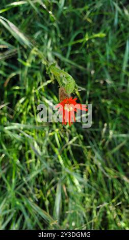 cardinal catchfly (Silene laciniata) Plantae Stock Photo - Alamy
