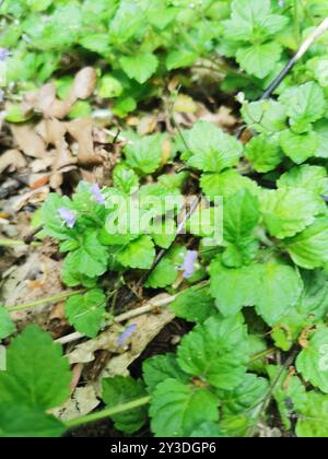 Wood Speedwell (Veronica montana) Plantae Stock Photo - Alamy