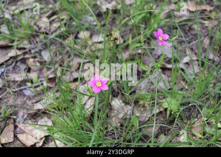 Meadow Pink (Sabatia campestris), Plantae, Copper Cove Dr, TX 77095 ...