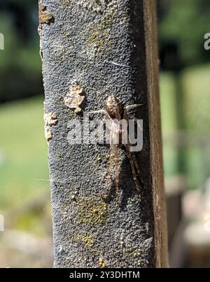 Octopus Spiders (Tmarus) Arachnida Stock Photo - Alamy