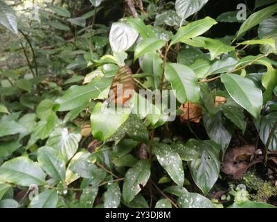 Clearwing Mimic-Queen (Lycorea ilione Stock Photo - Alamy