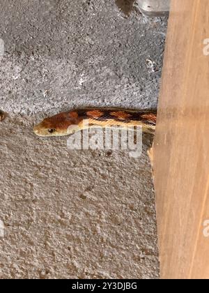 Cape gopher snake, Pituophis vertebralis Stock Photo - Alamy