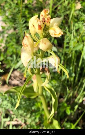 white helleborine (Cephalanthera damasonium) Plantae Stock Photo - Alamy