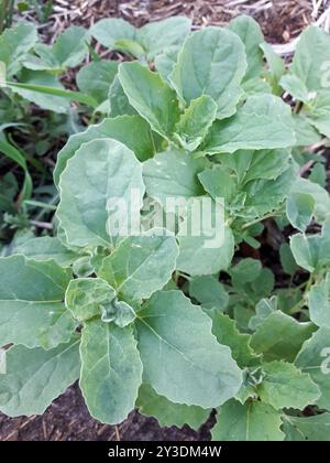 saltbush subfamily (Chenopodioideae) Plantae Stock Photo - Alamy