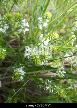 Prostrate Speedwell (Veronica prostrata) Plantae Stock Photo - Alamy