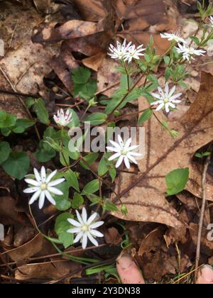 star chickweed (Stellaria pubera) Plantae Stock Photo - Alamy