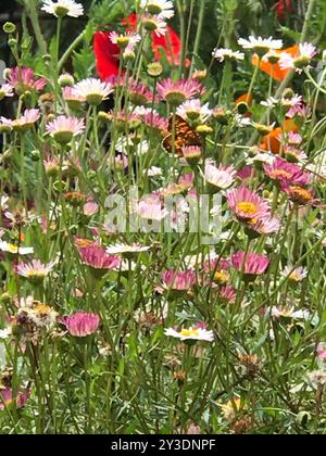 Field Crescent (Phyciodes pulchella) Insecta Stock Photo - Alamy