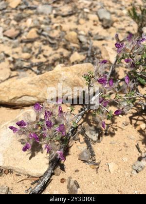 feather dalea (Dalea formosa) Plantae Stock Photo - Alamy