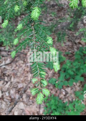 eastern hemlock (Tsuga canadensis) Plantae Stock Photo - Alamy