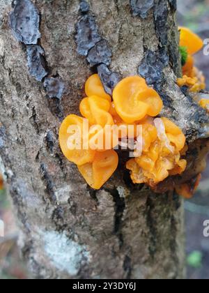 witch's butter (Tremella mesenterica), Fungi, Bolimowski Park ...