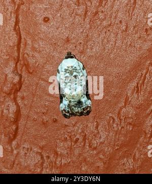 Snowy-shouldered Acleris Moth (Acleris nivisellana Stock Photo - Alamy