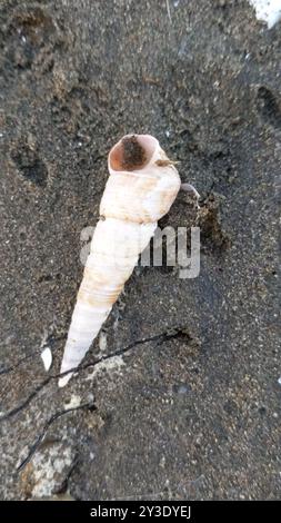 Turret Shell (Maoricolpus roseus) Mollusca Stock Photo - Alamy