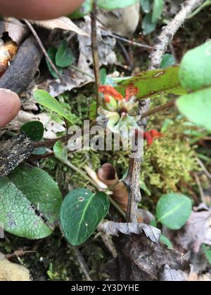 trailing arbutus (Epigaea repens), Plantae, Worcester, Massachusetts ...
