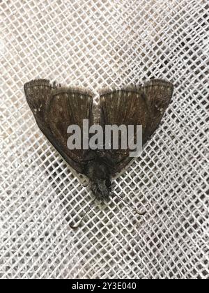 Persius Duskywing (Erynnis persius) Insecta Stock Photo - Alamy