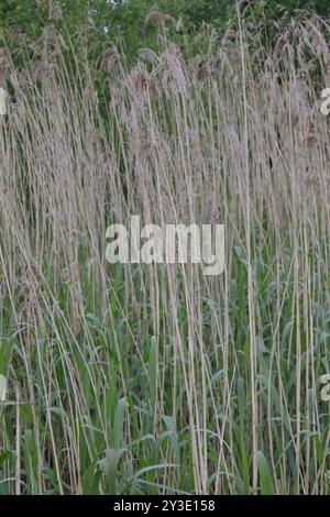 European reed (Phragmites australis australis) Plantae Stock Photo - Alamy