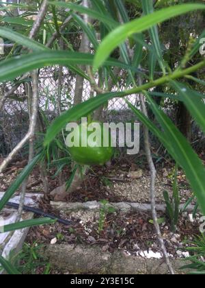 Be-still tree (Cascabela thevetia) Plantae Stock Photo - Alamy