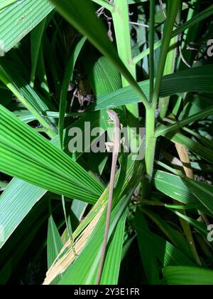Kuhne's Grass Lizard (Takydromus kuehnei) Reptilia Stock Photo - Alamy