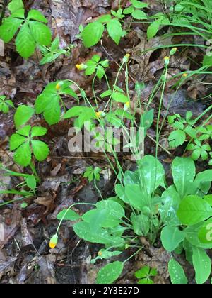 Two-flower Dwarf-dandelion (Krigia biflora) Plantae Stock Photo - Alamy