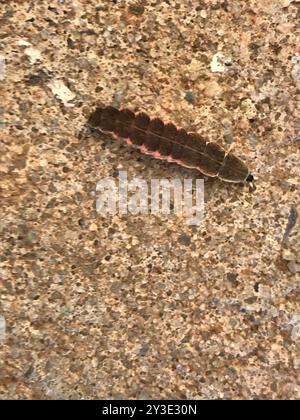 typical fireflies (Lampyrinae) Insecta Stock Photo - Alamy