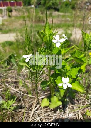 Long-stem violet (Viola acuminata Stock Photo - Alamy