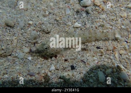 Cocos Frillgoby (Bathygobius cocosensis) Actinopterygii Stock Photo - Alamy