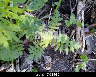 Aunt Lucy (Ellisia nyctelea), Plantae, Saint-Louis, Missouri 63110 ...