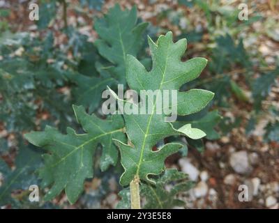 Downy oak (Quercus pubescens pubescens) Plantae Stock Photo - Alamy