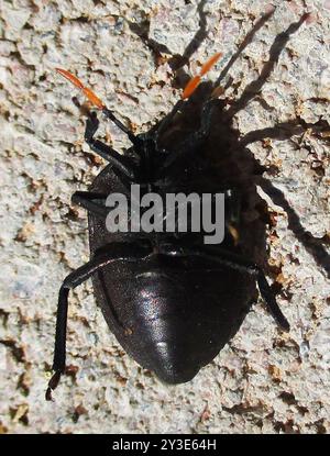 Watermelon Bug (Coridius nubilus) Insecta Stock Photo - Alamy