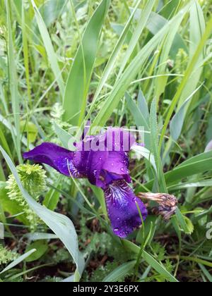 Leafless Iris (Iris aphylla) Plantae Stock Photo - Alamy