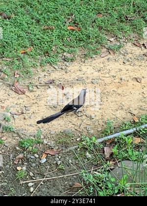 Gray Treepie (Dendrocitta formosae) Aves Stock Photo - Alamy