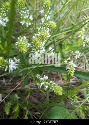 Prostrate Speedwell (Veronica prostrata) Plantae Stock Photo - Alamy