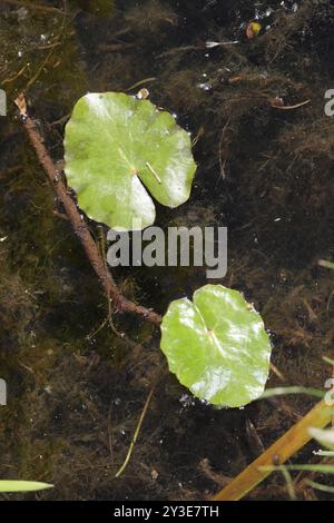 water fringe (Nymphoides peltata) Plantae Stock Photo - Alamy