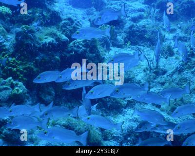 Mahogany Snapper (Lutjanus mahogoni) Actinopterygii Stock Photo - Alamy