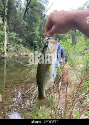 Largemouth Bass (Micropterus nigricans) Actinopterygii Stock Photo - Alamy