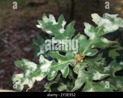 downy oak (Quercus pubescens) Plantae Stock Photo - Alamy