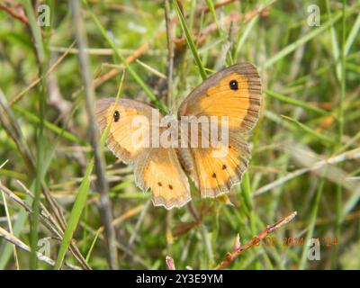 Spanish Gatekeeper (Pyronia bathseba) Insecta Stock Photo - Alamy