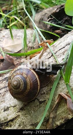 Turkish Snail (Helix lucorum) Mollusca Stock Photo - Alamy