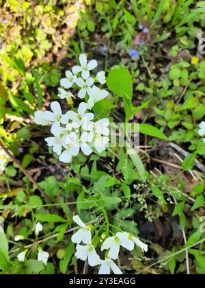 bulbous cress (Cardamine bulbosa) Plantae Stock Photo - Alamy