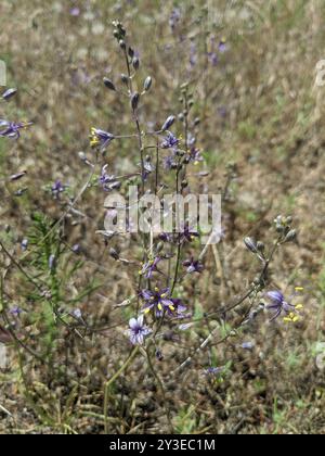 santa lucia purple amole (Hooveria purpurea purpurea) Plantae Stock ...
