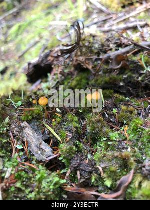 Moss Bells (Galerina) Fungi Stock Photo - Alamy