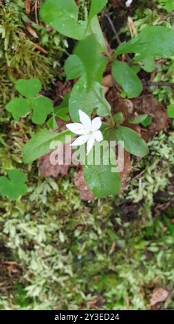 Arctic Starflower (Lysimachia europaea) Plantae Stock Photo - Alamy