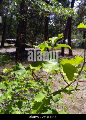 beaked hazelnut (Corylus cornuta), Plantae, Byrne-Milliron Forest ...