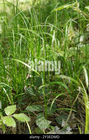 alpine grass (Carex brizoides) Plantae Stock Photo - Alamy