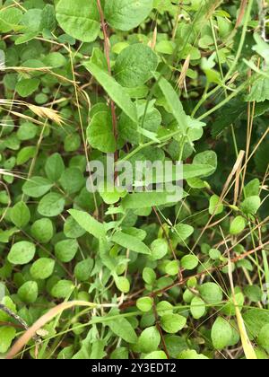 Texas bindweed (Convolvulus equitans) Plantae Stock Photo - Alamy