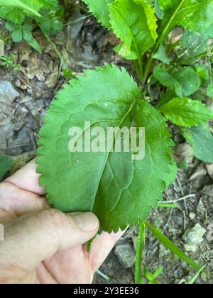 cut-leaf goldenrod (Solidago arguta) Plantae Stock Photo - Alamy