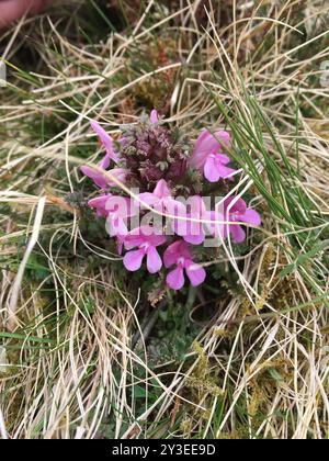 Common Lousewort (Pedicularis sylvatica) Plantae Stock Photo - Alamy