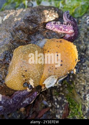 Monterey Dorid (Doris montereyensis) Mollusca Stock Photo - Alamy