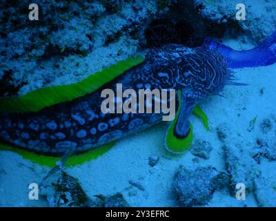 Splendid Toadfish (Sanopus splendidus) Actinopterygii Stock Photo - Alamy