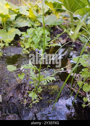 bulbous cress (Cardamine bulbosa) Plantae Stock Photo - Alamy