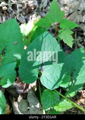 Spiked rampion (Phyteuma spicatum) Plantae Stock Photo - Alamy